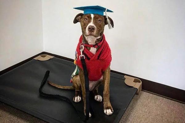 Professional Dog Training in Ankeny and West Des Moines | Ankeny Bark Ave